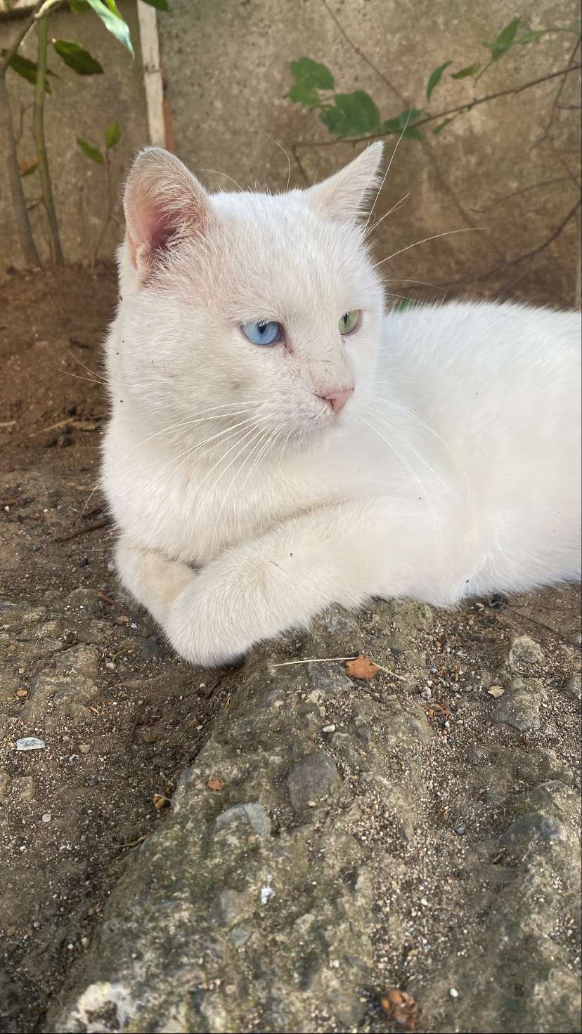 VAN KEDİSİ İlanı 8767 - Gören Duyan