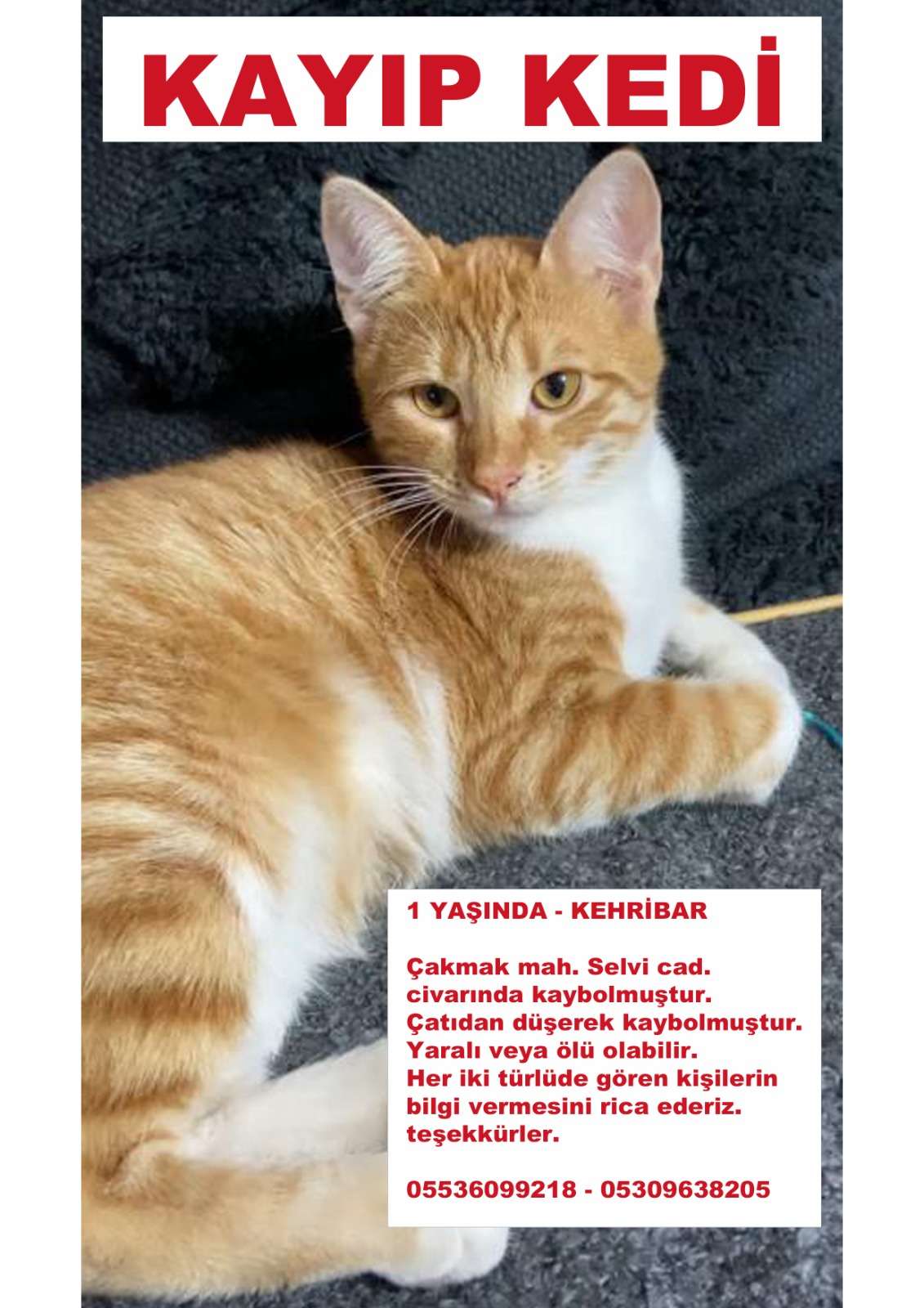 Kayıp kedi Kehribar - 14893 - Gören Duyan