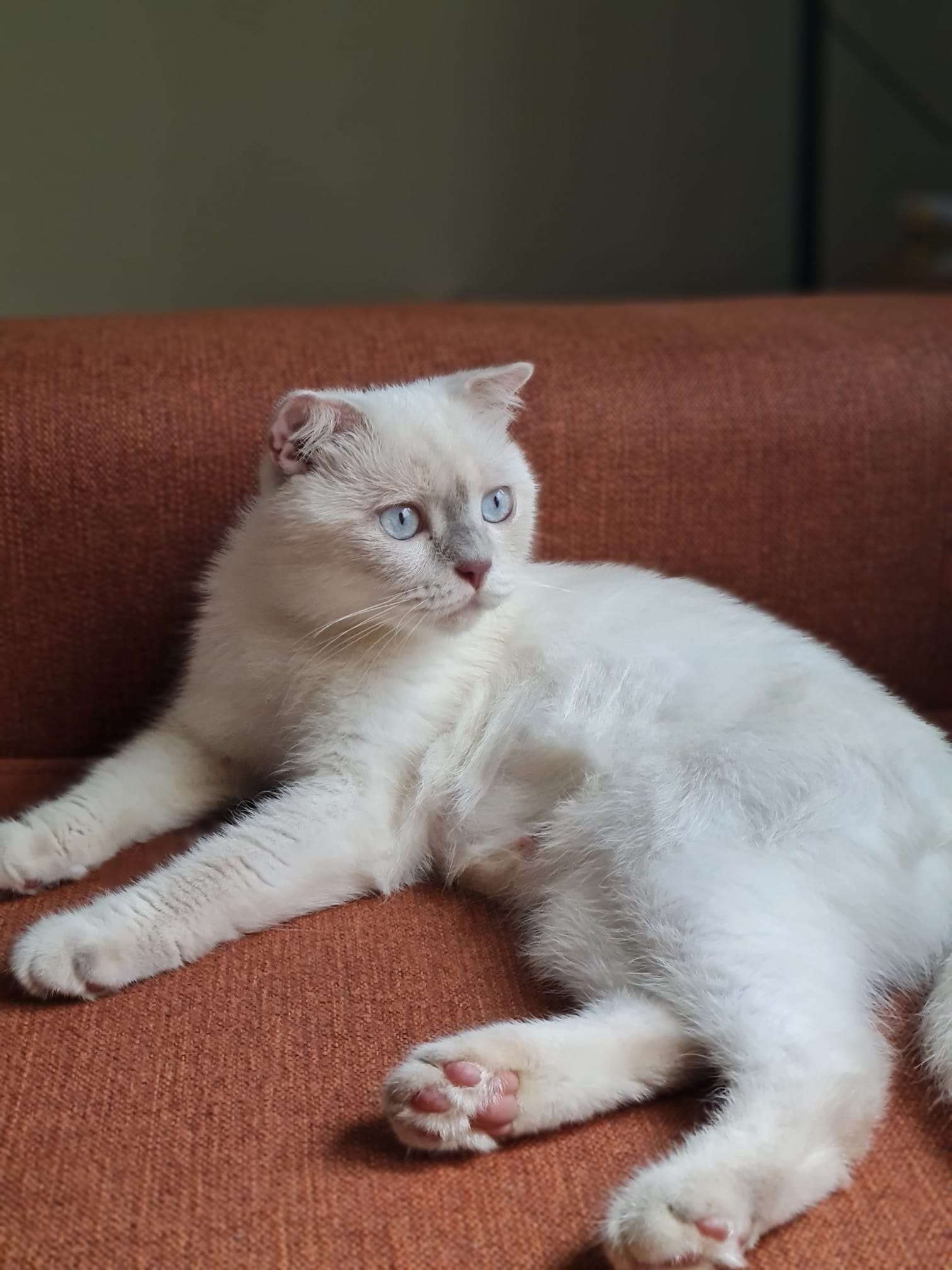 Scottsh blue point kedi - 12657 - Gören Duyan