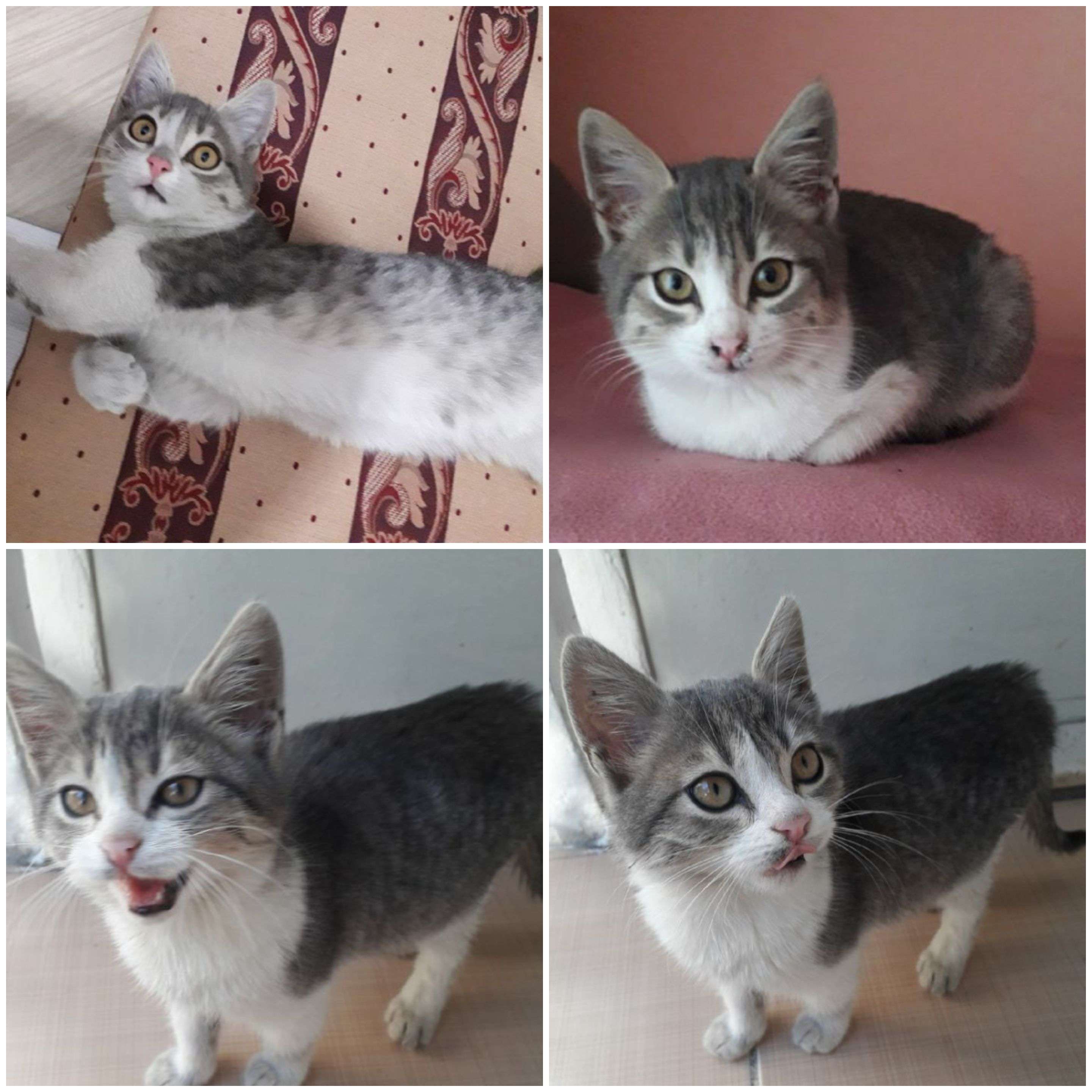 Kedim kayıp İlanı 9572 - Gören Duyan