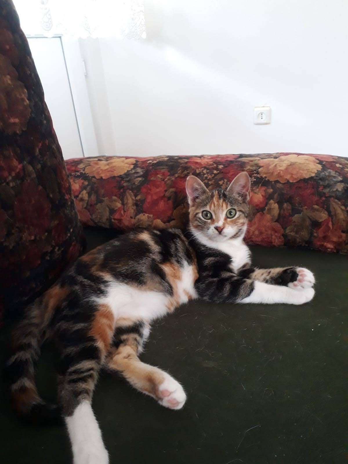 Kedim kayıp - 13329 - Gören Duyan