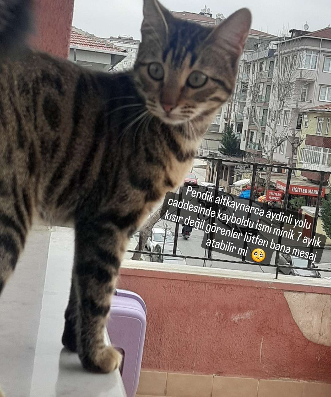 KAYIP KEDİ ILANI - 14763 - Gören Duyan KAYIP KEDİ ILANI - 14763 - Gören Duyan