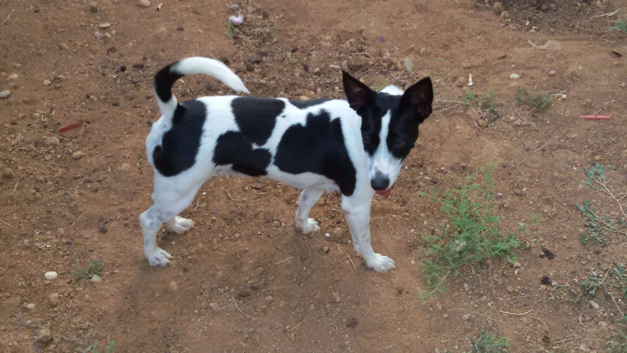 KAYIP İlanı 8370 - Gören Duyan