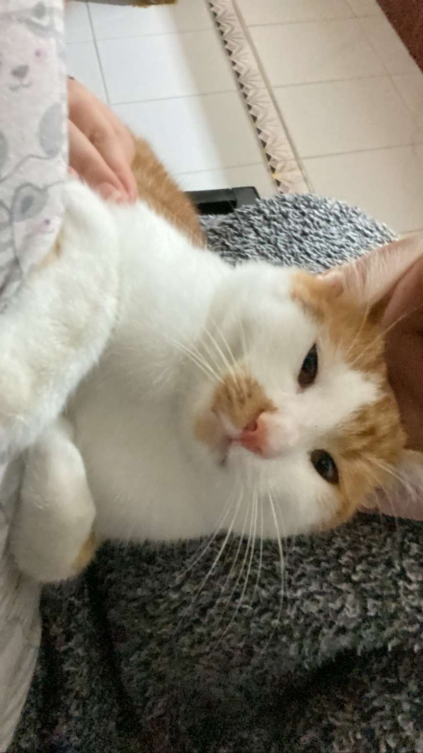 Kedim kayıp İlanı 13549 - Gören Duyan