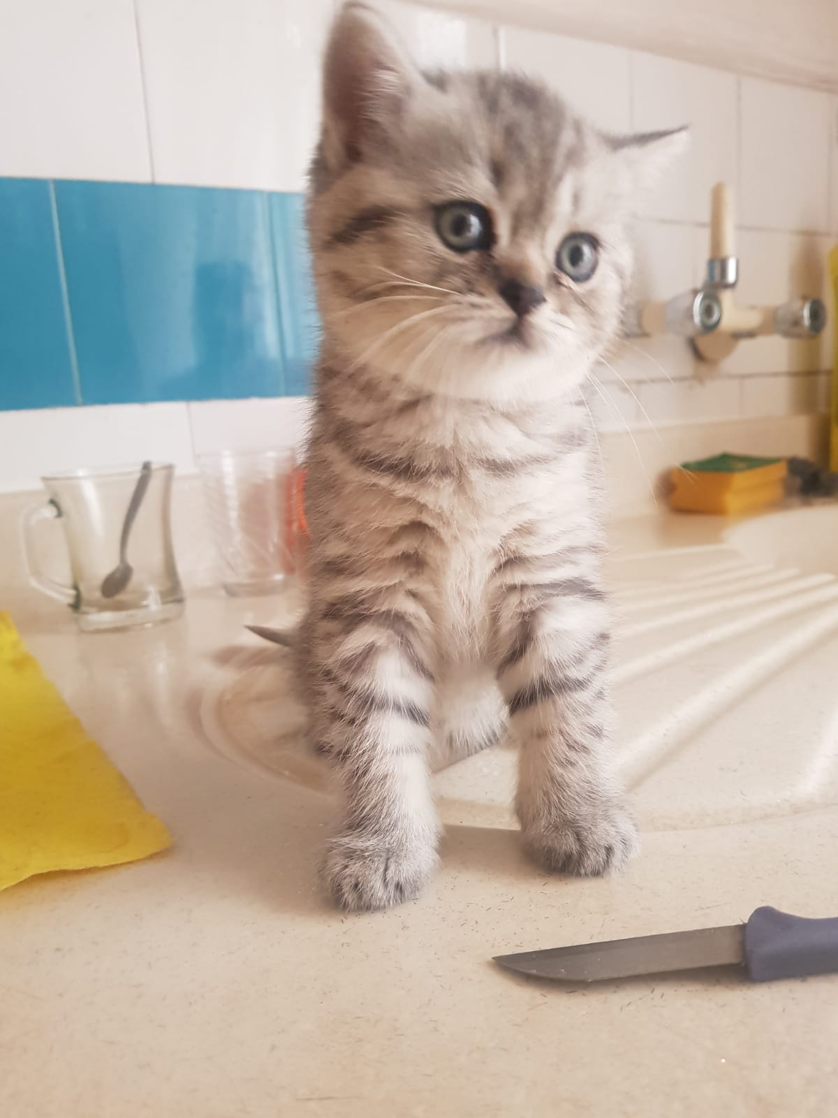 Kedim kayıp - 671 - Gören Duyan