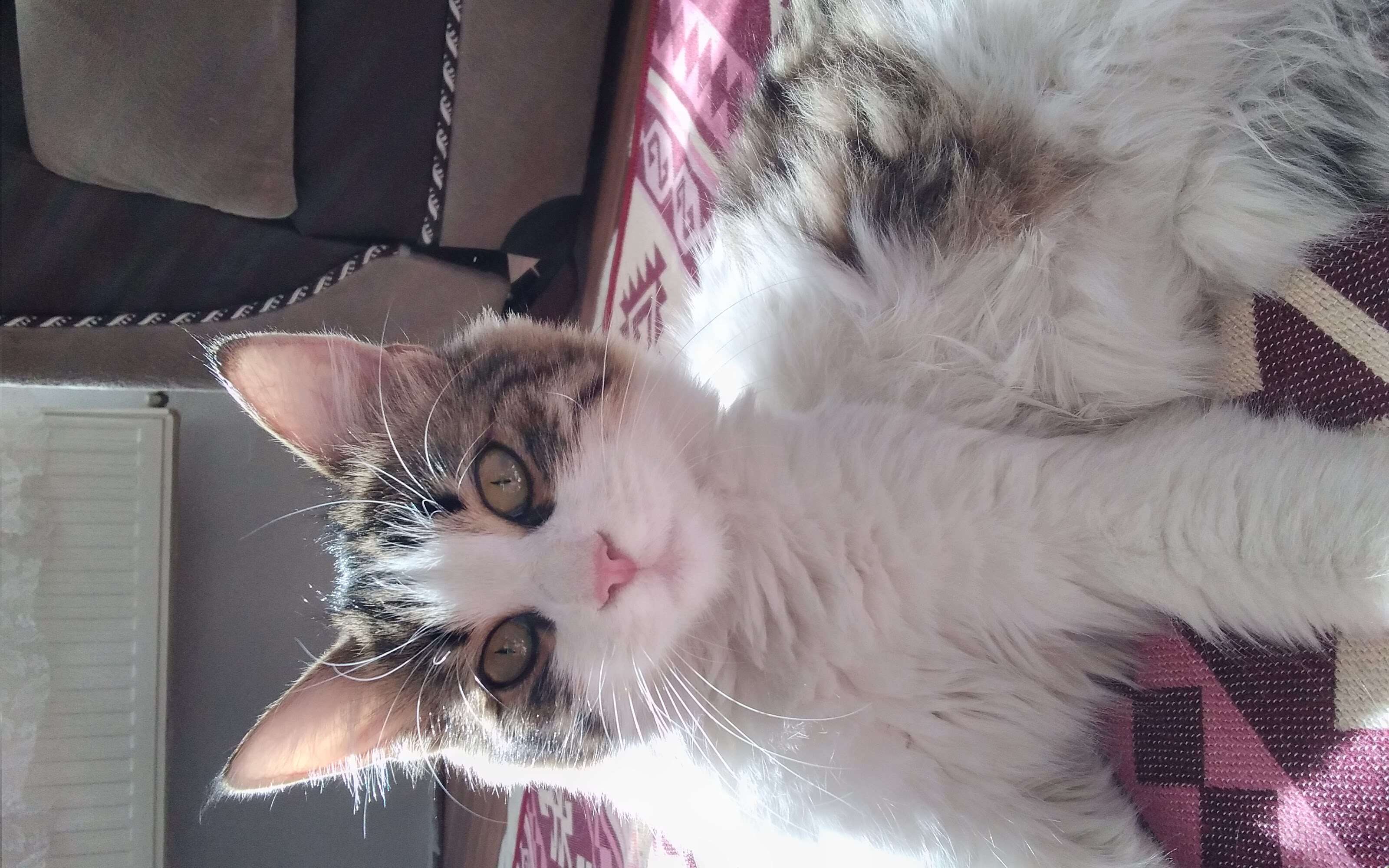 Kedim kayboldu - 11628 - Gören Duyan