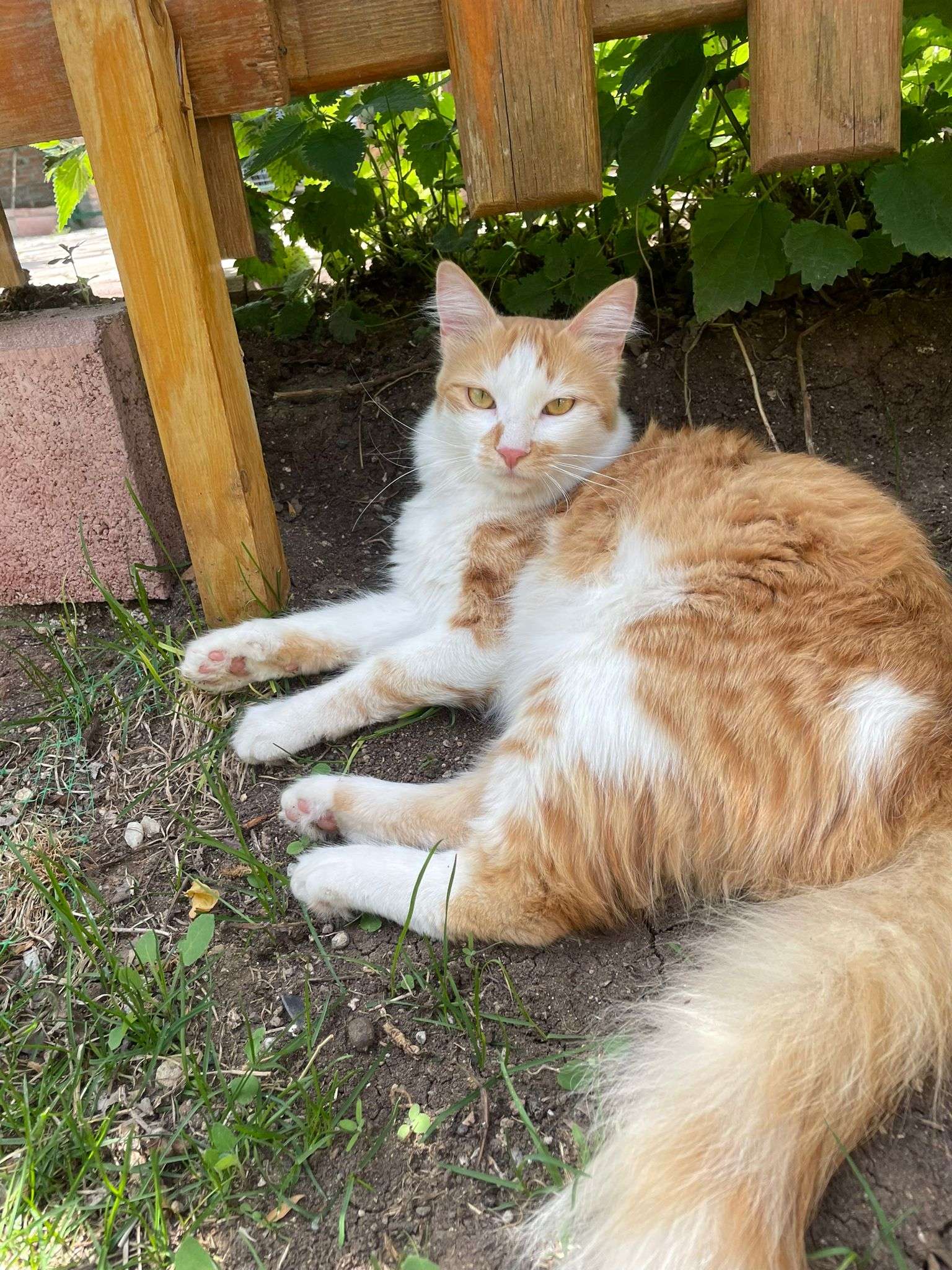 Kedim Mavi kayıp İlanı 11173 - Gören Duyan