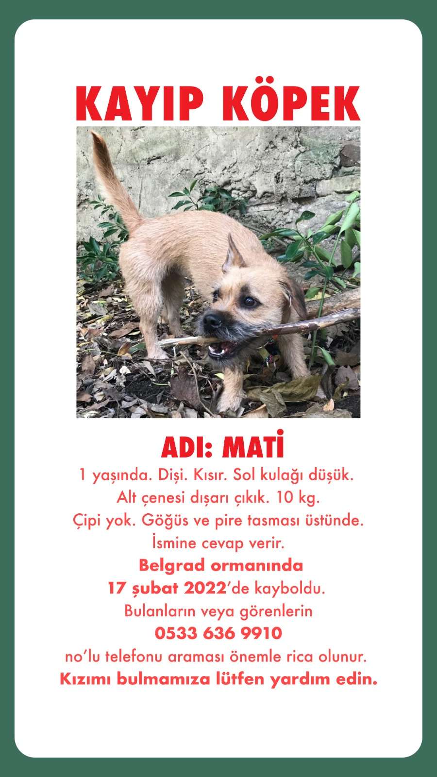 Kayıp köpek - 9881 - Gören Duyan