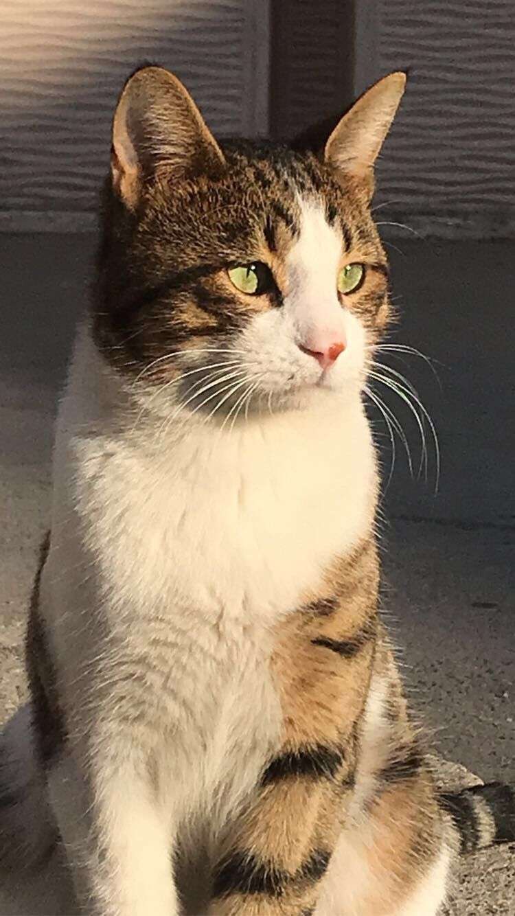 Kedim kayıp - 10075 - Gören Duyan