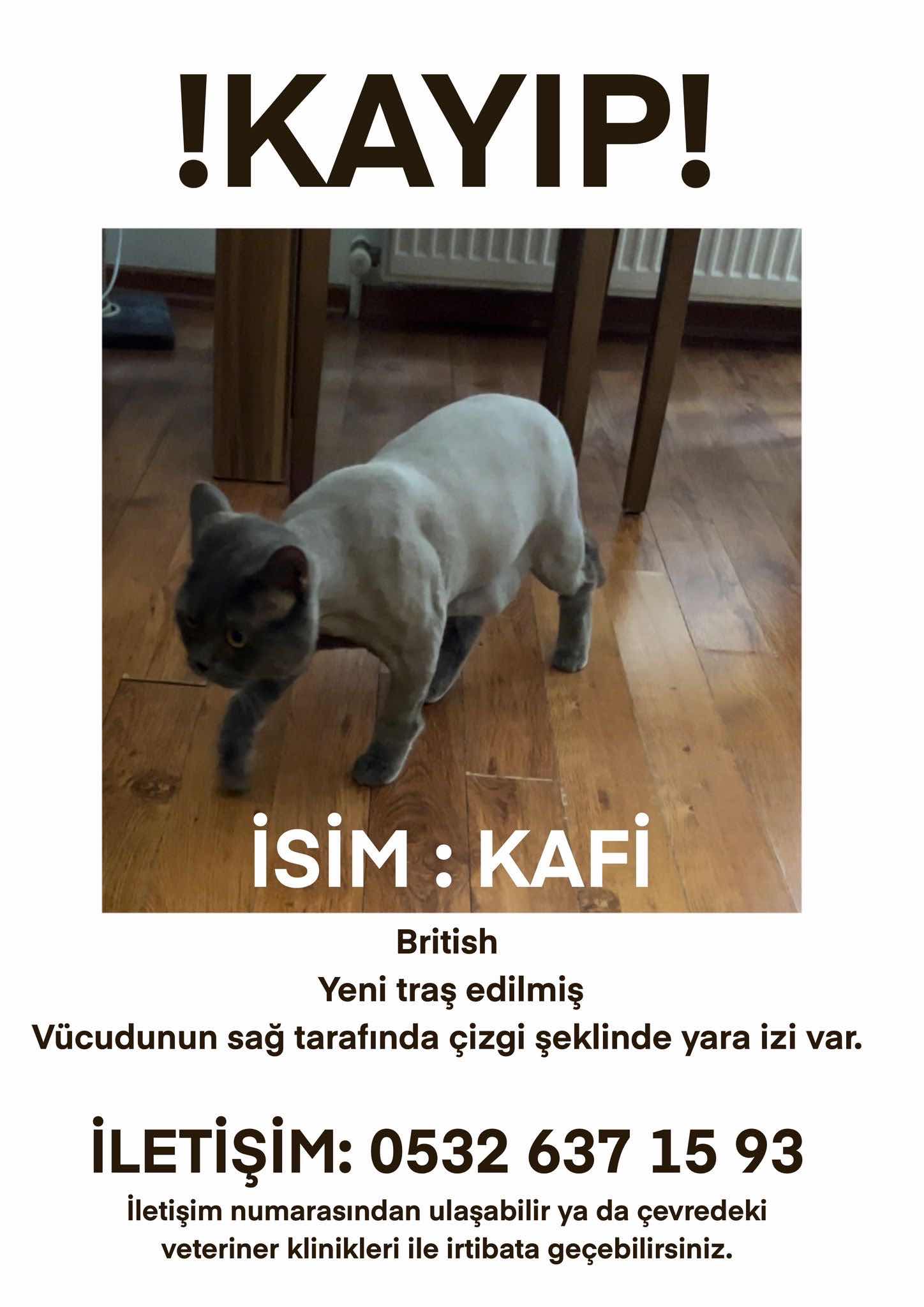 Kedim kayıp İlanı 16150 - Gören Duyan